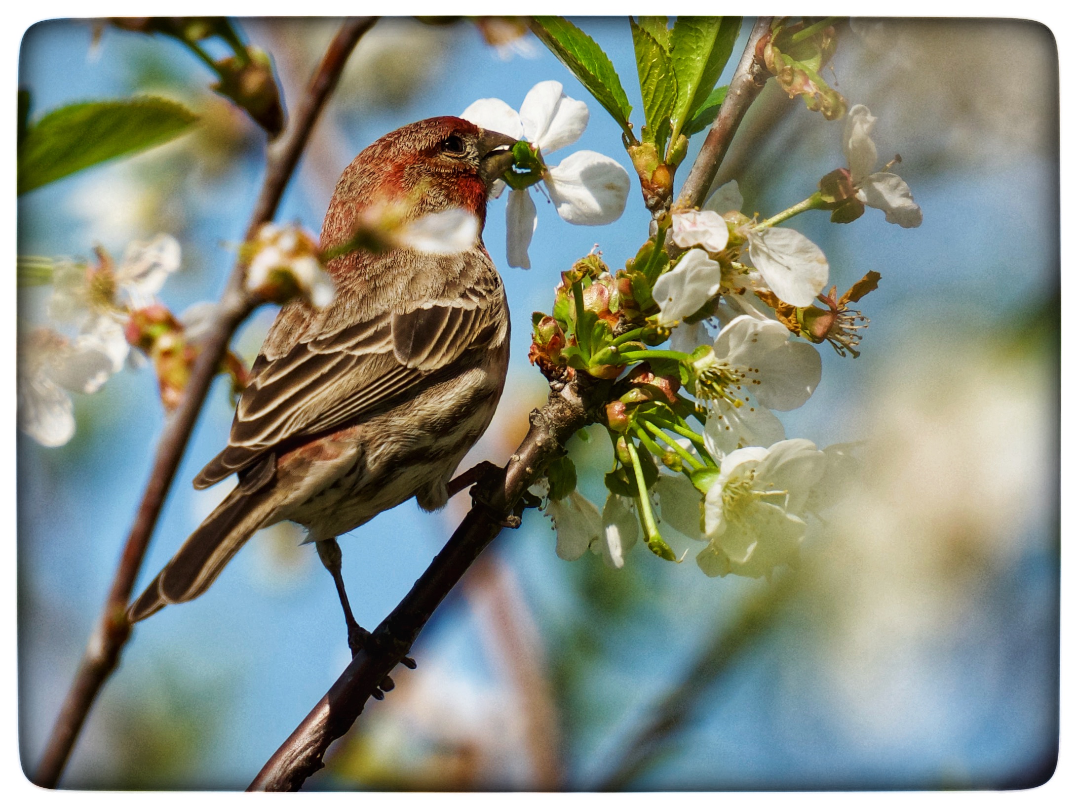 Back yards birds. – Daniel Gautreau